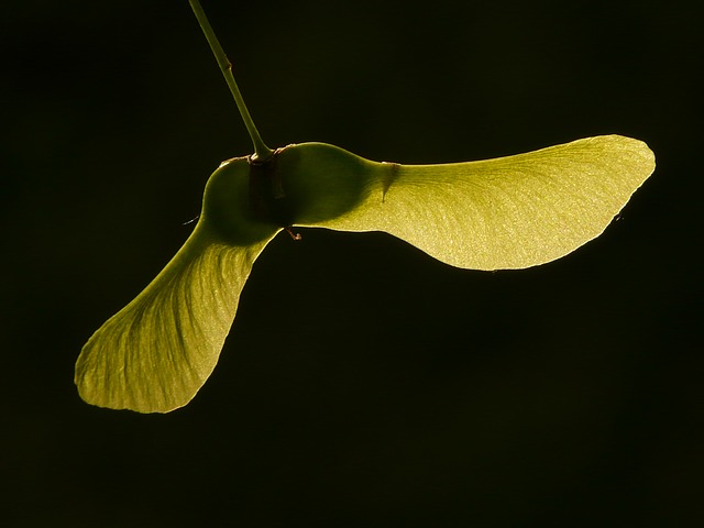 How did a maple learn to fly? – Mindflight