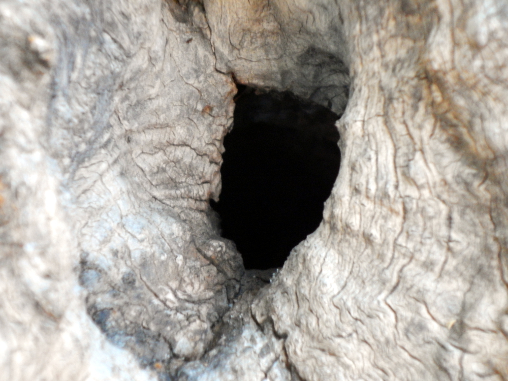 A Wish For Tree-Caves – Mindflight