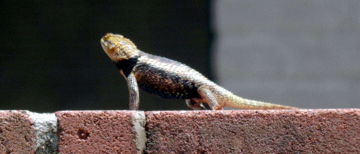 The Lizard Lord – Mindflight