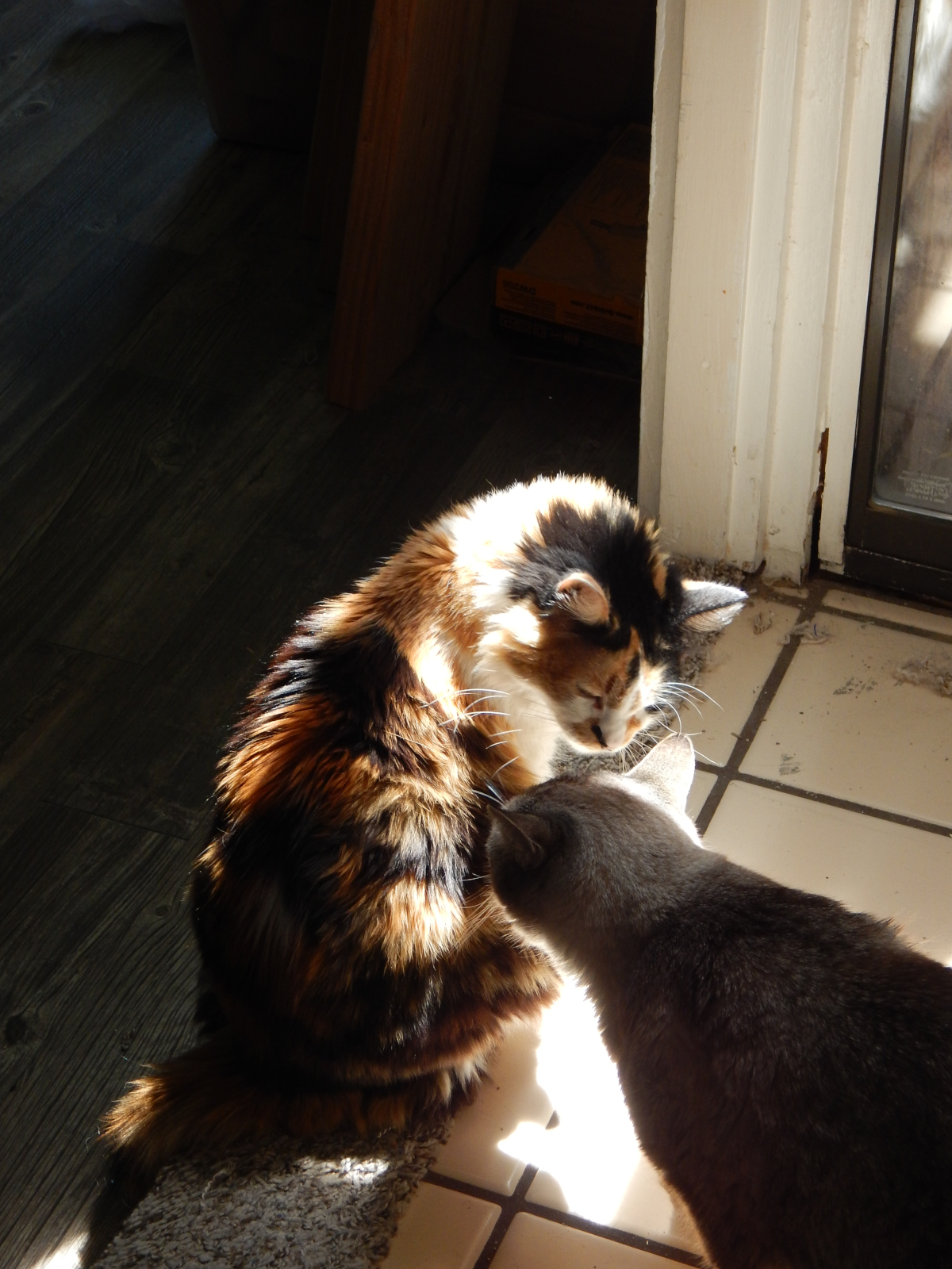 Aloof Cats – Mindflight